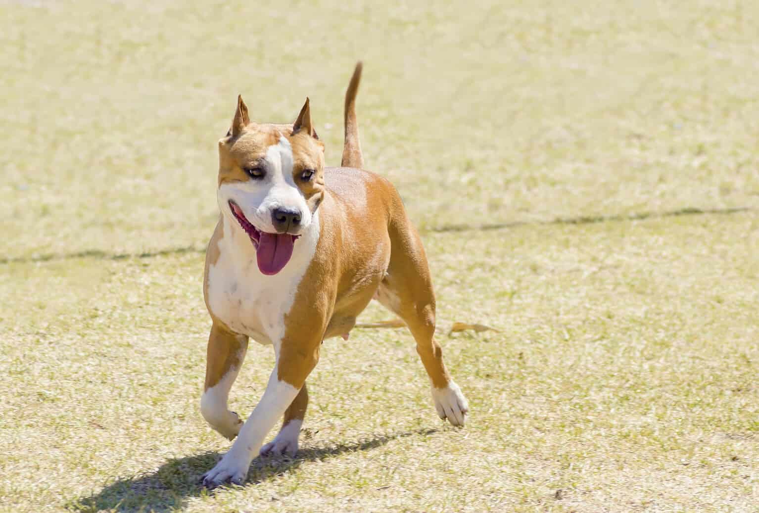 American Staffordshire Terrier Progression: Growth Chart, Milestones ...