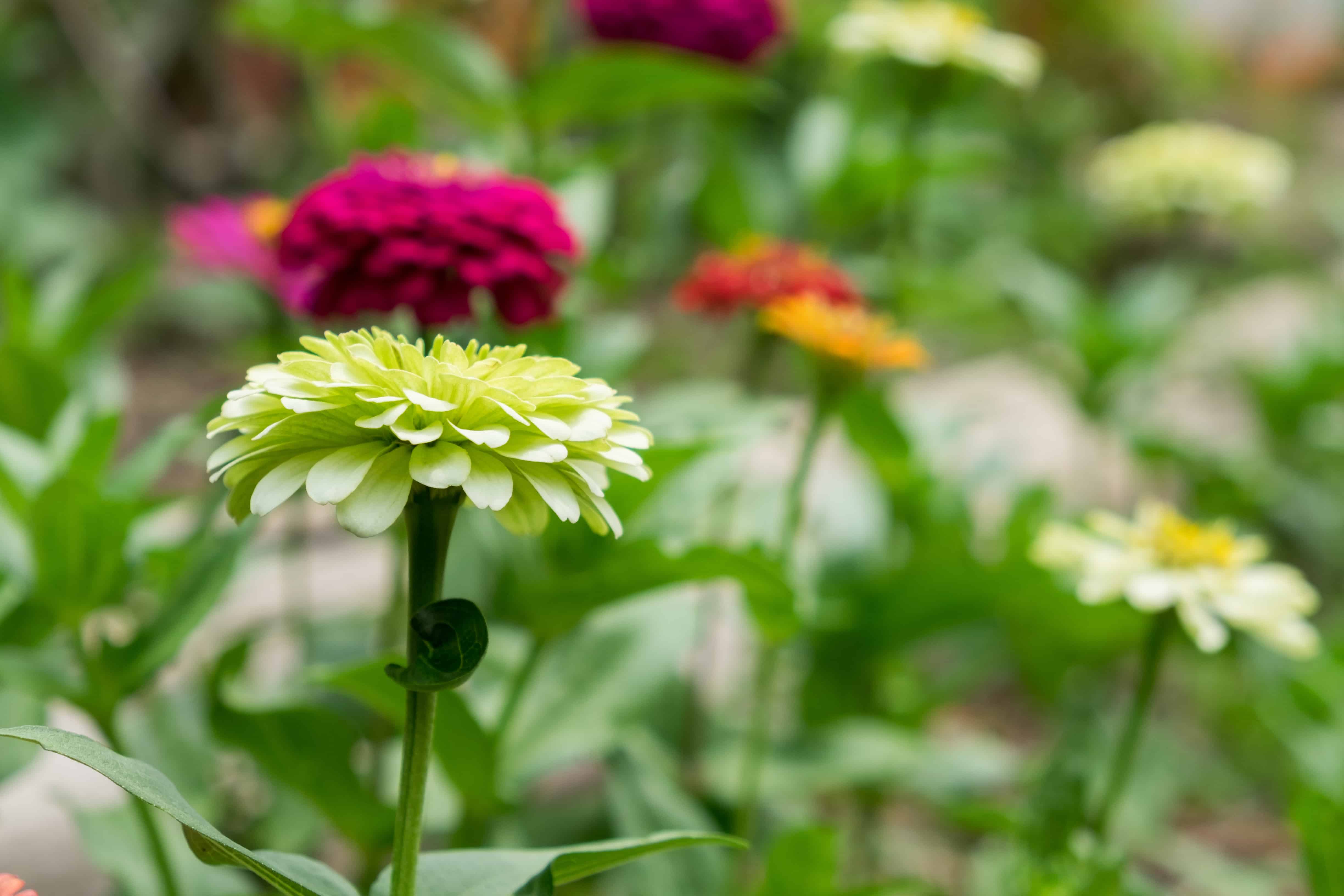 Discover 14 Gorgeous Green Spring Flowers - A-Z Animals