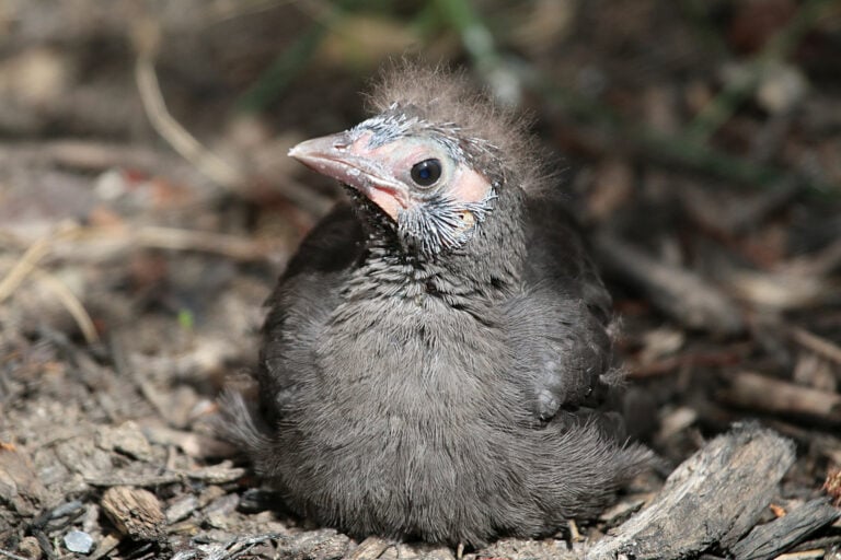What Do Grackles Eat? - A-Z Animals
