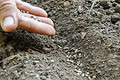 14 Vegetables to Plant in May - A-Z Animals