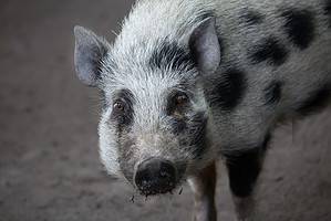 Meet The 5 Cutest Pigs In The World - A-Z Animals