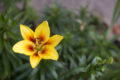 When Do Lilies Bloom? What You Need to Know