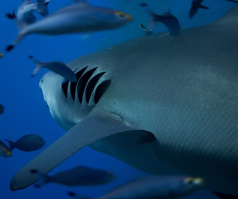 Discover How Long Sharks Can Survive Out of Water - A-Z Animals