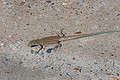 How Do Lizards Mate? - A-Z Animals