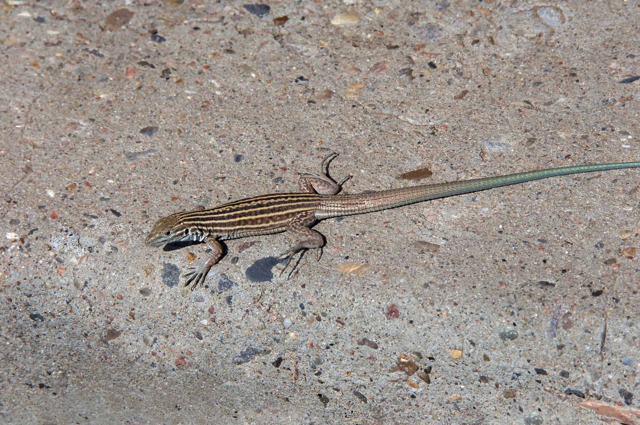 How Do Lizards Mate? - A-Z Animals