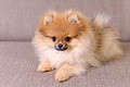 16 Popular Blonde and Cream-Colored Dog Breeds - A-Z Animals