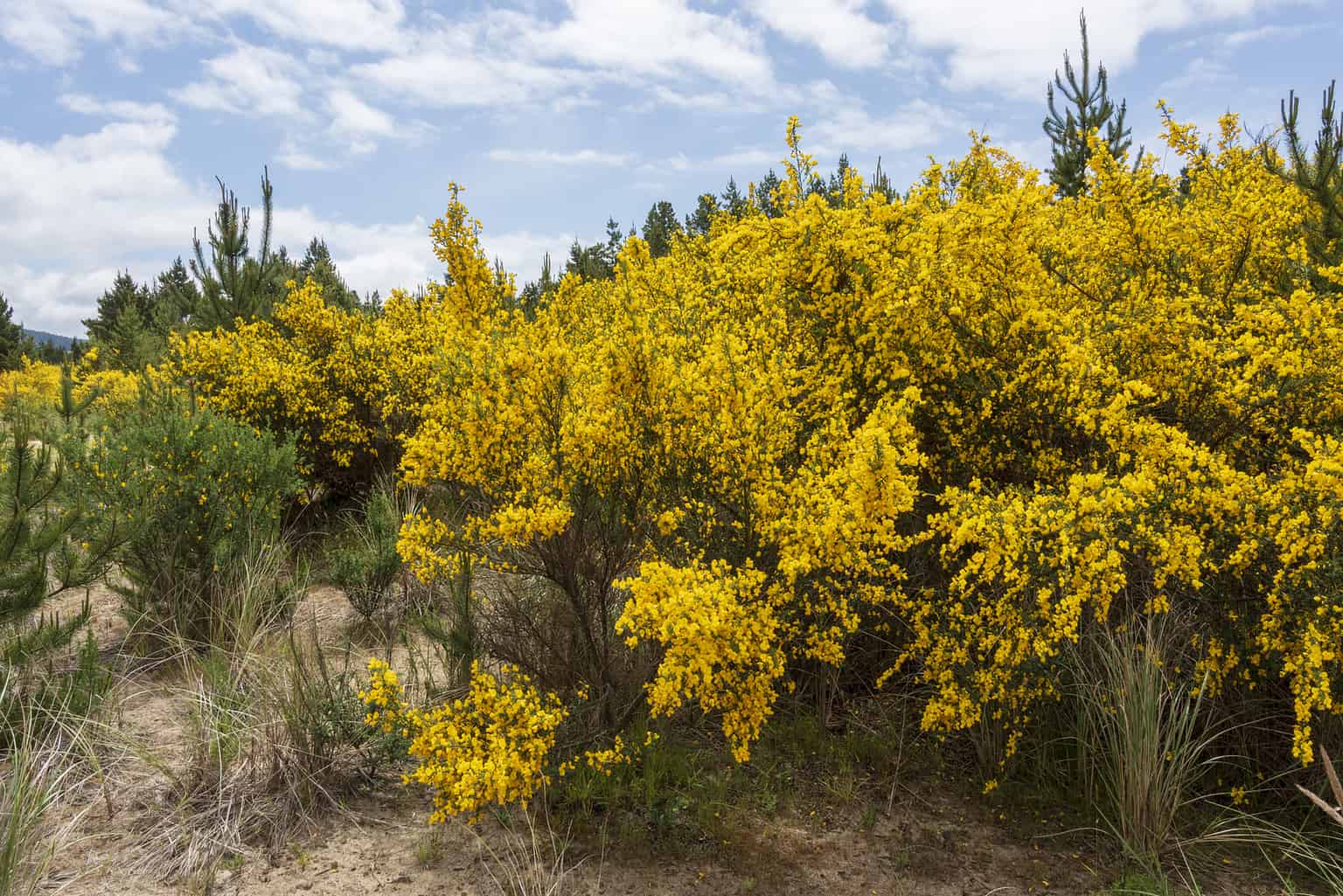 Explore the 21 Amazing 5-Letter Flowers (The Complete List!) - A-Z Animals