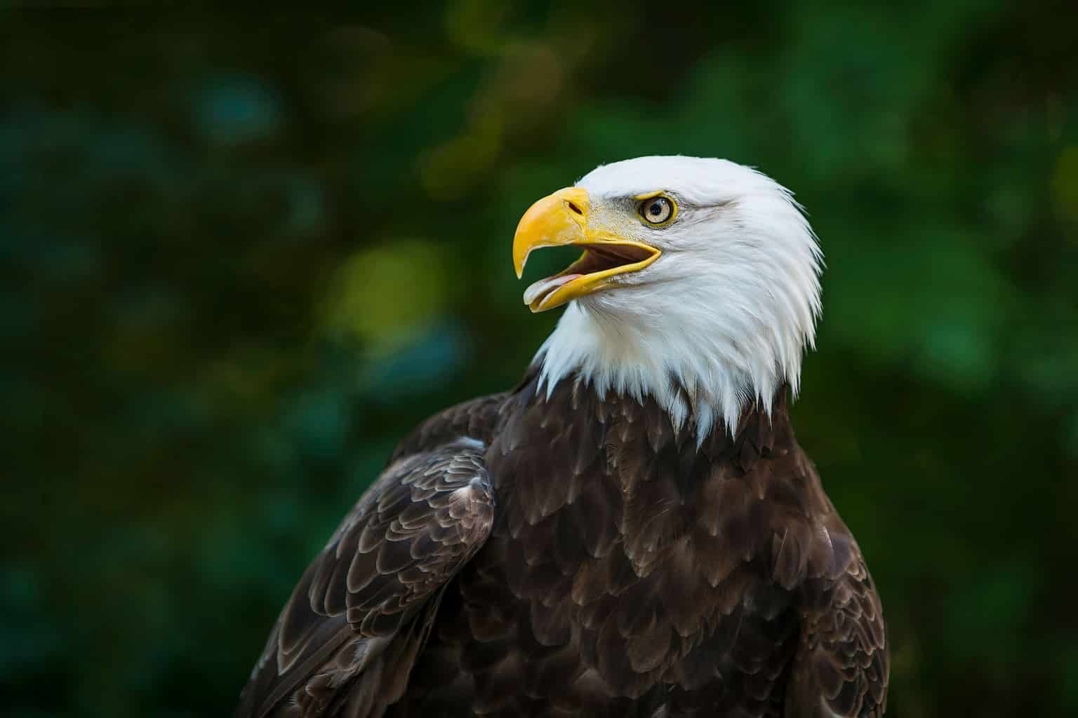 Animals With the Best Eyesight - A-Z Animals