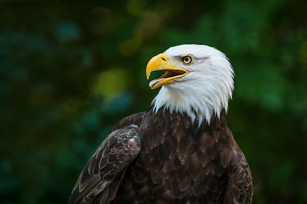 Wildlife in United States - Types of USA Animals - A-Z Animals