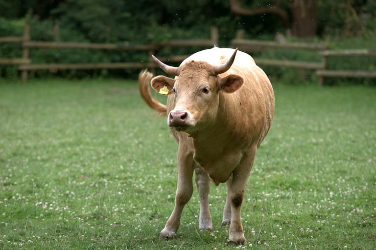 Largest Cows in the World