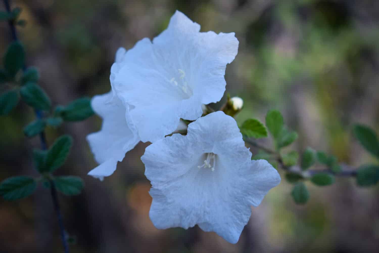 6 Incredible Trees Native to Yemen - A-Z Animals