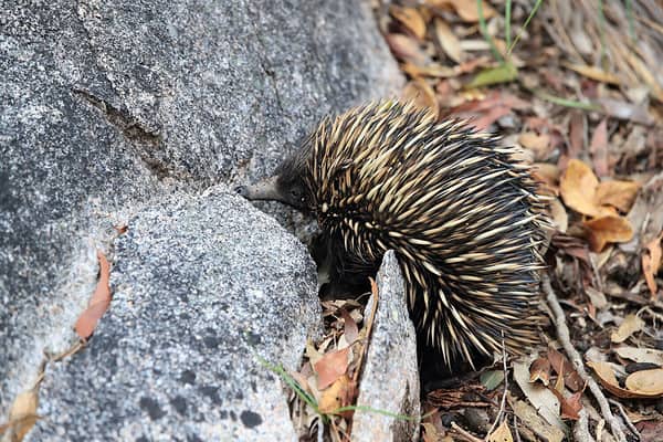 Discover 5 Mammals That Lay Eggs - A-Z Animals