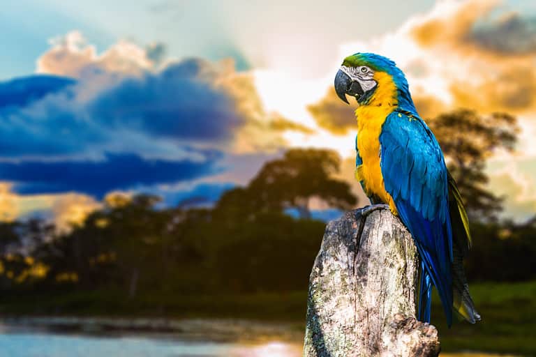 Discover the 10 Largest Parrots on Earth - A-Z Animals