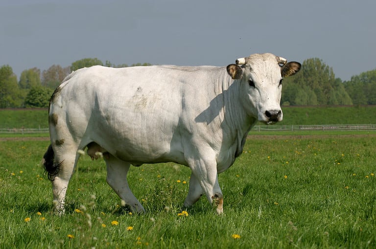 Largest Cows in the World