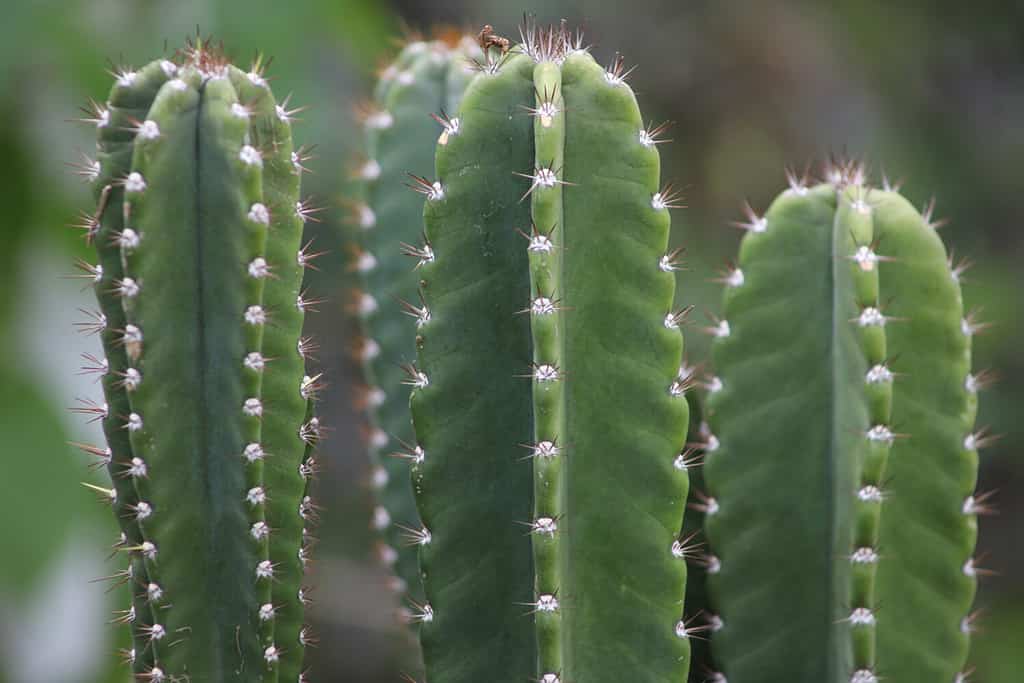 San Pedro Cactus - A-Z Animals