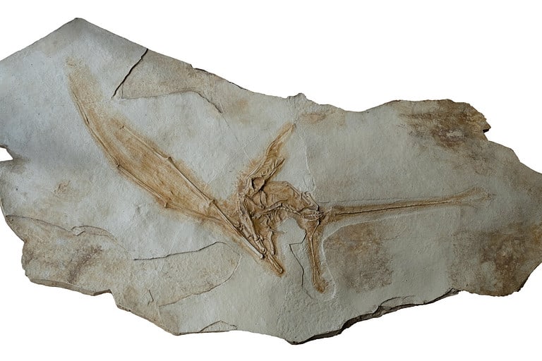 Discover the "Flying Dinosaurs" That Ruled Prehistoric Skies - A-Z ...