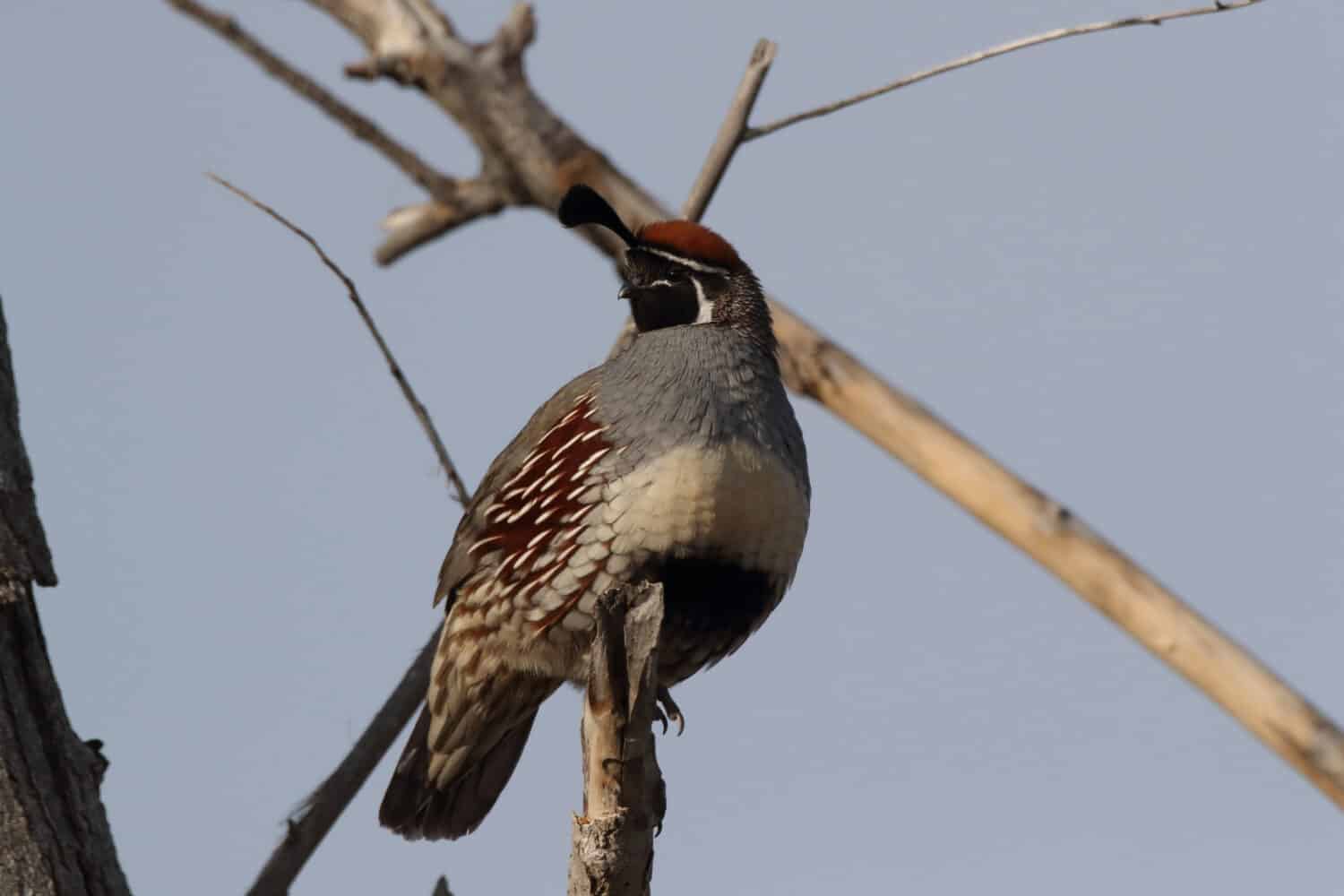 Meet the Animals Living in Red Rock Canyon State Park in California - A ...