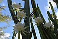 Night Blooming Cactus - Varieties, How to Propagate and More - A-Z Animals
