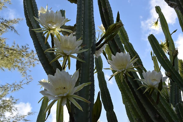 Night Blooming Cactus - A-Z Animals
