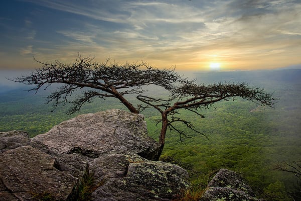 Discover the Largest Forest in Each of the 50 States - A-Z Animals