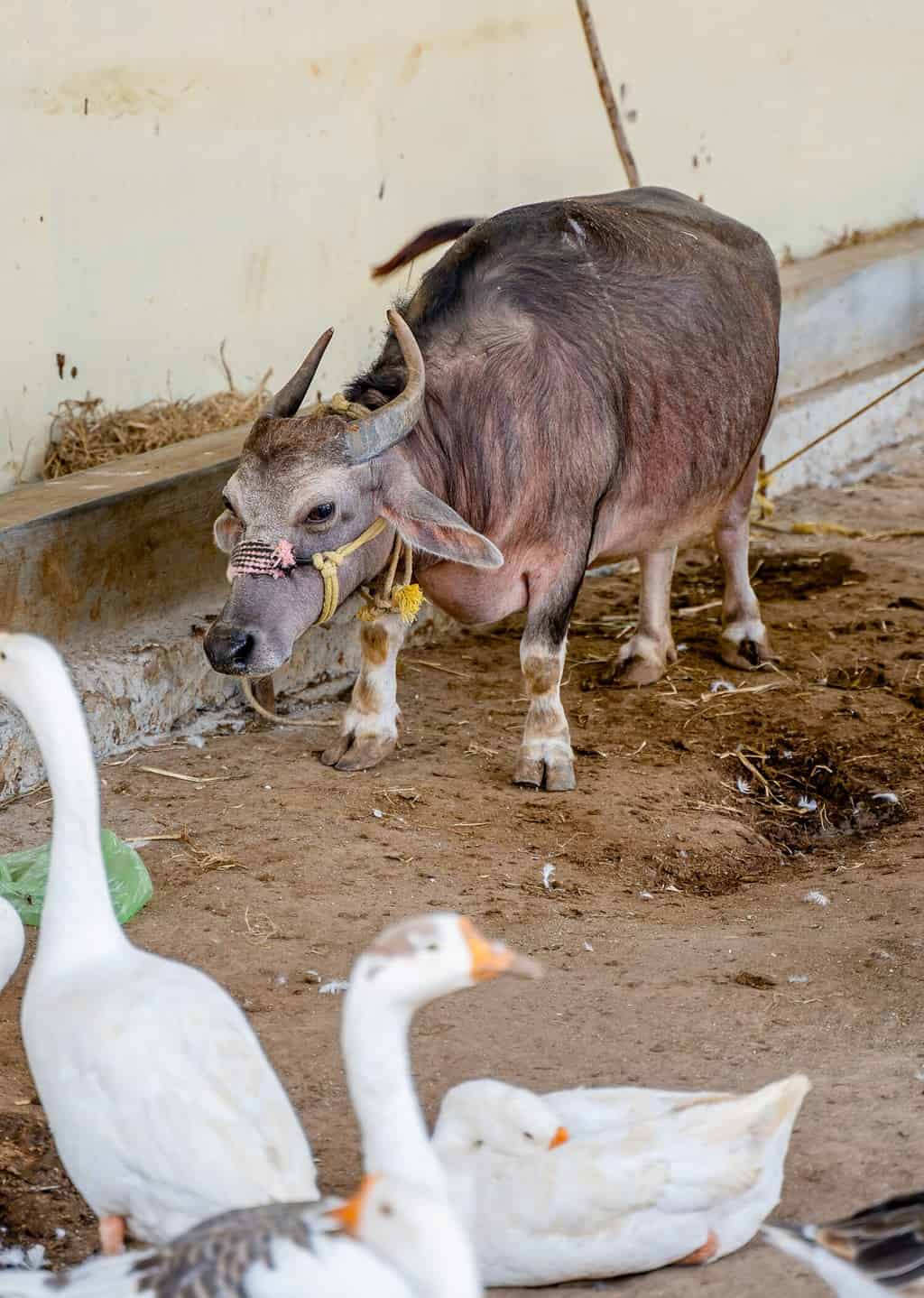 Meet 'Rani' - The World's Smallest Cow at Just 20 Inches Tall - A-Z Animals