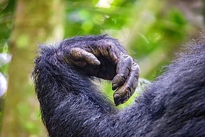 Digit - A-Z Animals
