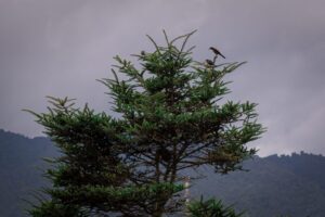 11 Stunning Trees Native to Guatemala - A-Z Animals