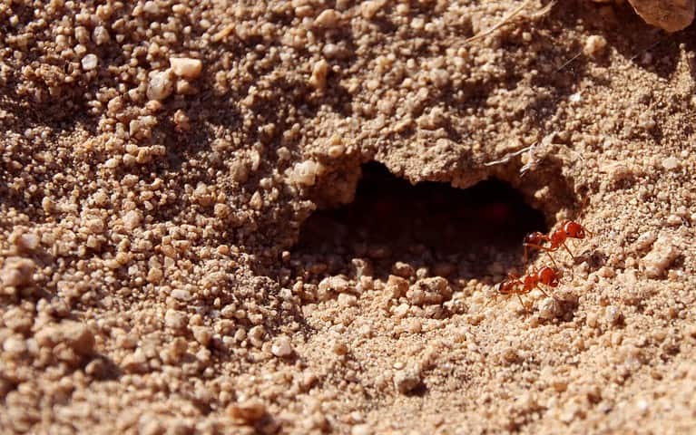 Fire Ant Bites: What They Look Like, How to Treat - A-Z Animals