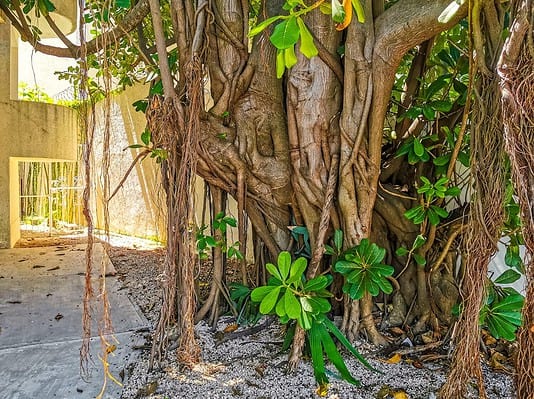 11 Stunning Trees Native to Guatemala - A-Z Animals