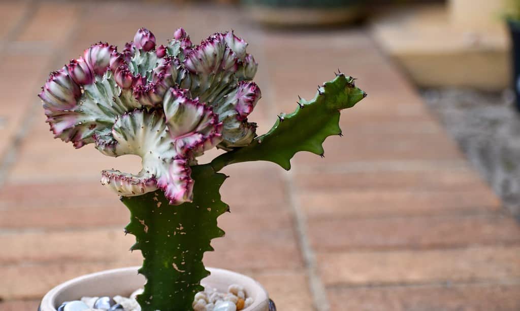 Coral Cactus - A-Z Animals