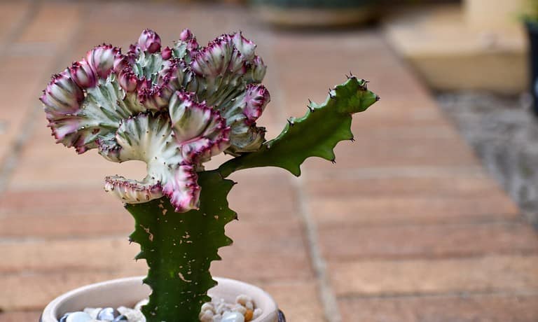 Coral Cactus - A-Z Animals