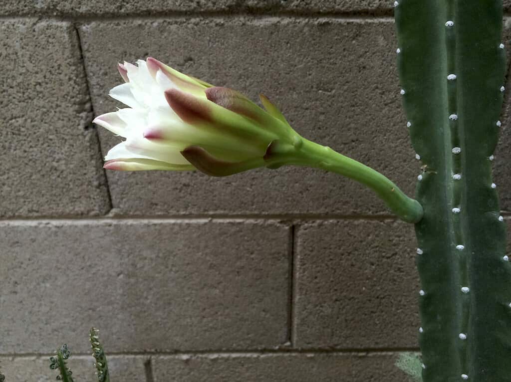 Totem Pole Cactus - A-Z Animals