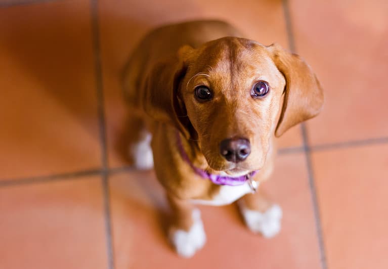 What Kind of Dog Is Clifford? Breed Information, Pictures, and Facts ...