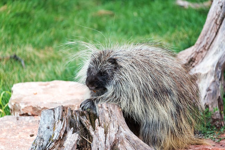 Discover the Largest Forest in Kansas (And the Creatures Lurking Within ...