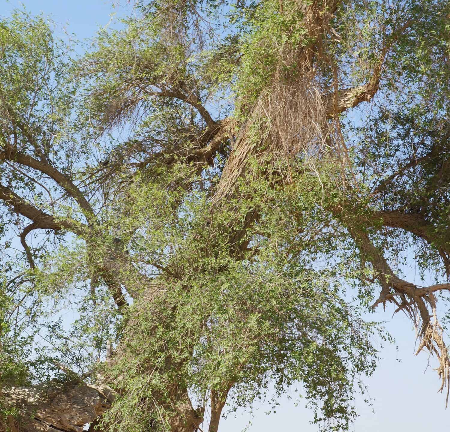 6 Incredible Trees Native to Yemen - A-Z Animals
