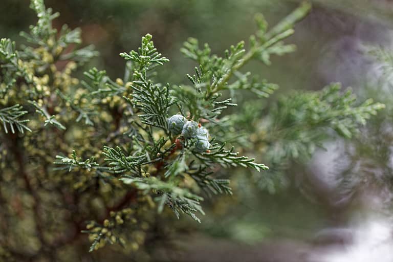 6 Incredible Trees Native to Yemen - A-Z Animals