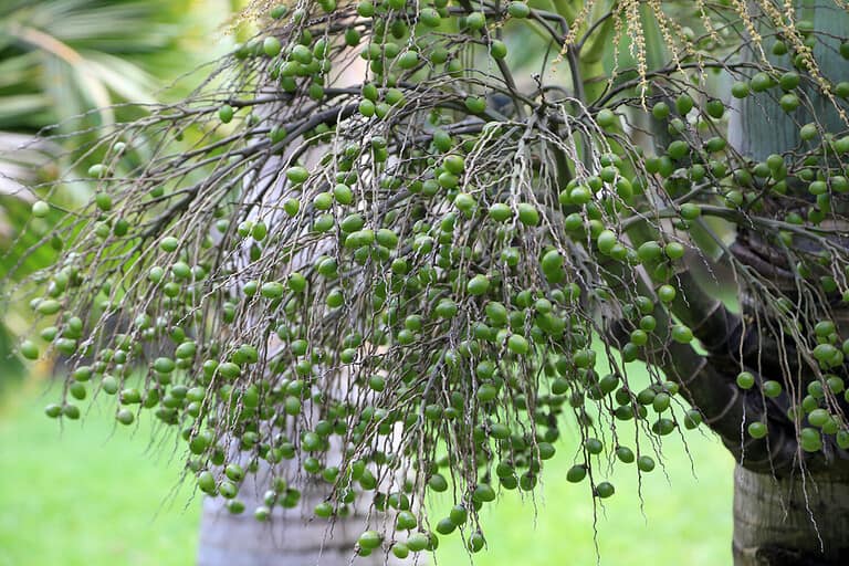 Potted Palm Tree Care: Everything You Need to Know - A-Z Animals