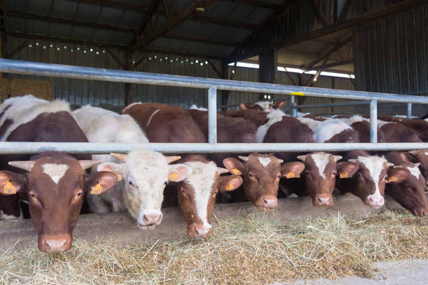 Largest Cows in the World