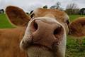 The 20 Animals with the Strongest and Best Sense of Smell - A-Z Animals