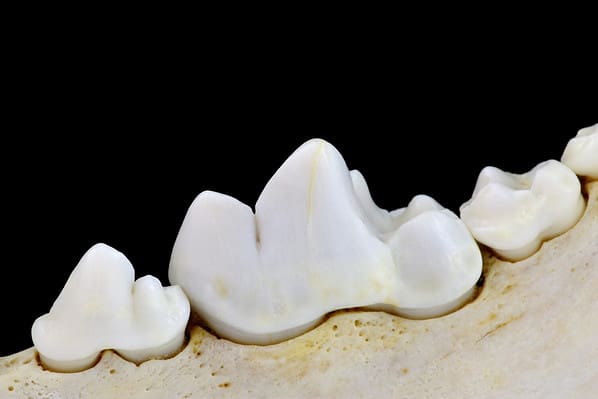 Carnassial Tooth - A-Z Animals