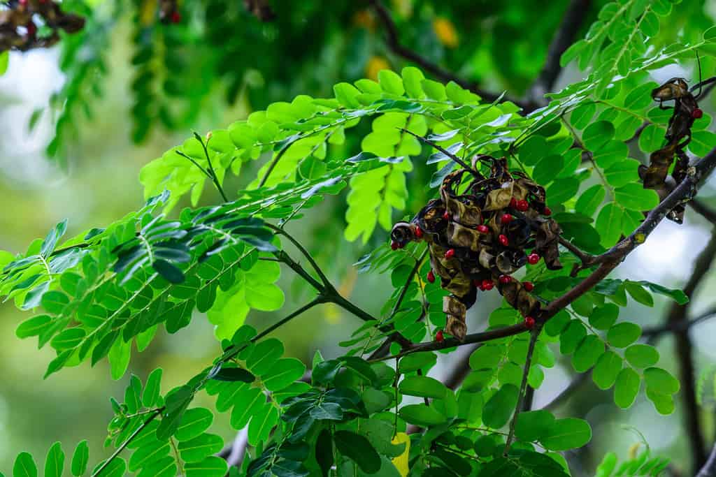 7 Stunning Trees Native to India - A-Z Animals