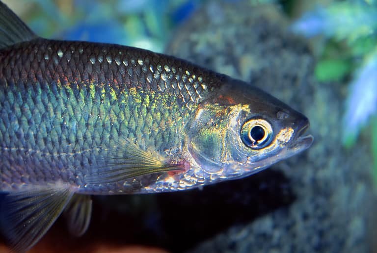 Golden Shiner Fish Facts - Notemigonus crysoleucas - A-Z Animals