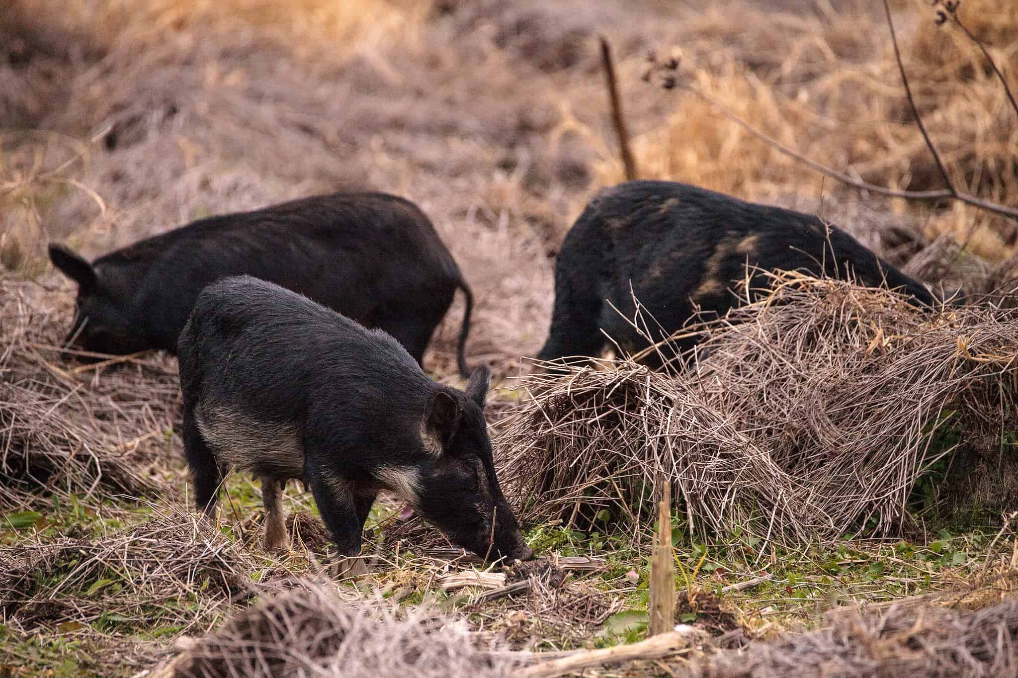 The Largest Ever Feral Hog Weighed More Than 2 Black Bears - Here Is ...