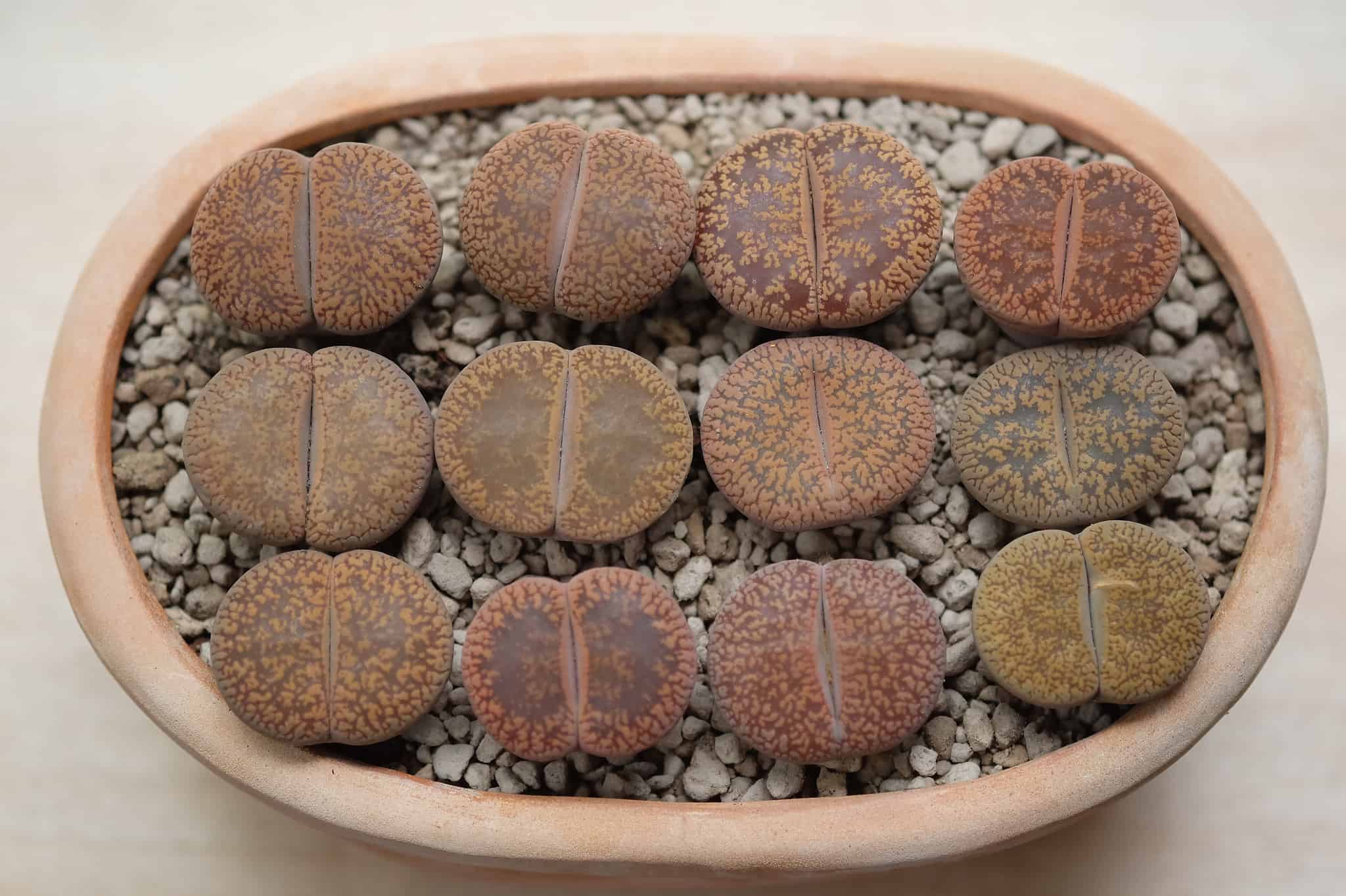 Types of Split Rock Succulents: 10 Eye-Catching Varieties - A-Z Animals