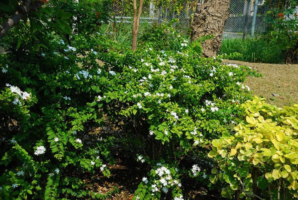 Discover the National Flower of Indonesia: Moon Orchid - A-Z Animals