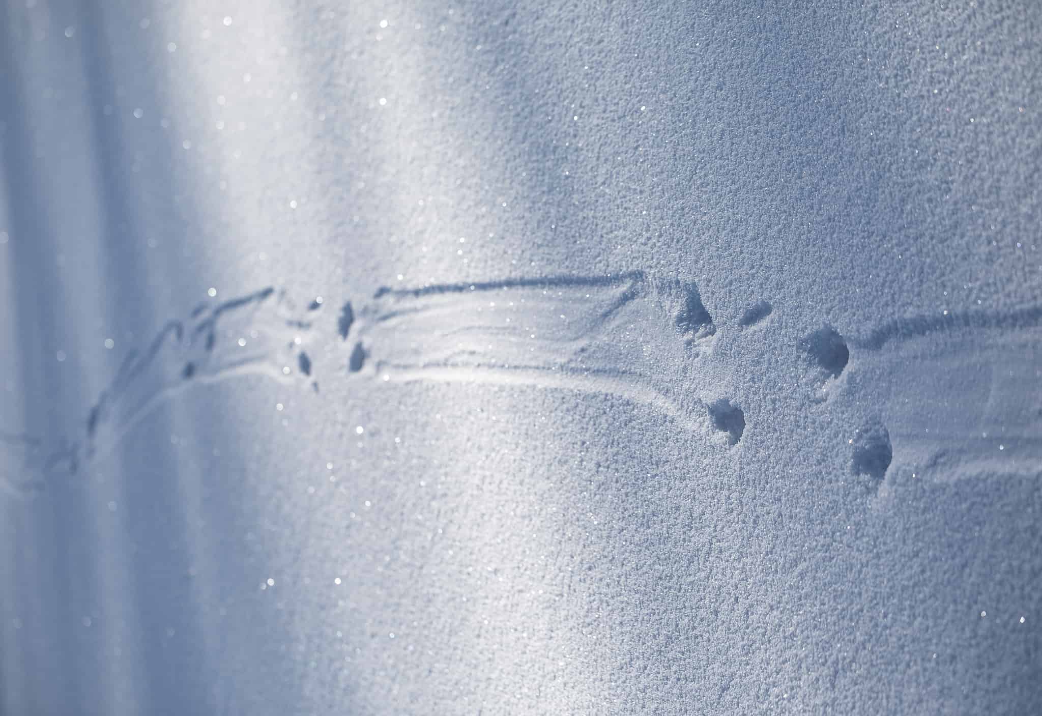 Why River Otters Run and Slide Across Ice and Mud All Year Long - A-Z ...