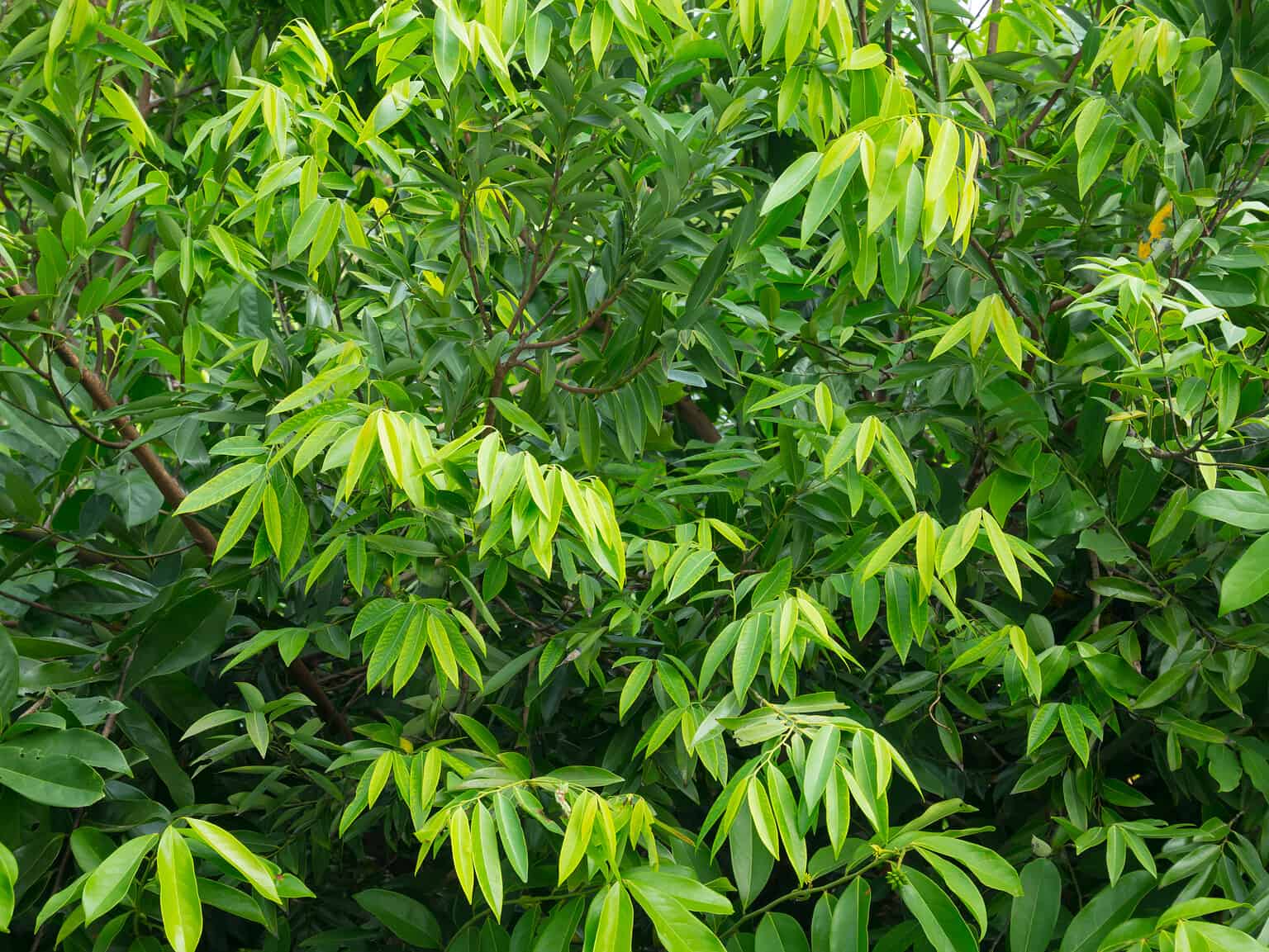 8 Incredible Trees Native to Thailand - A-Z Animals