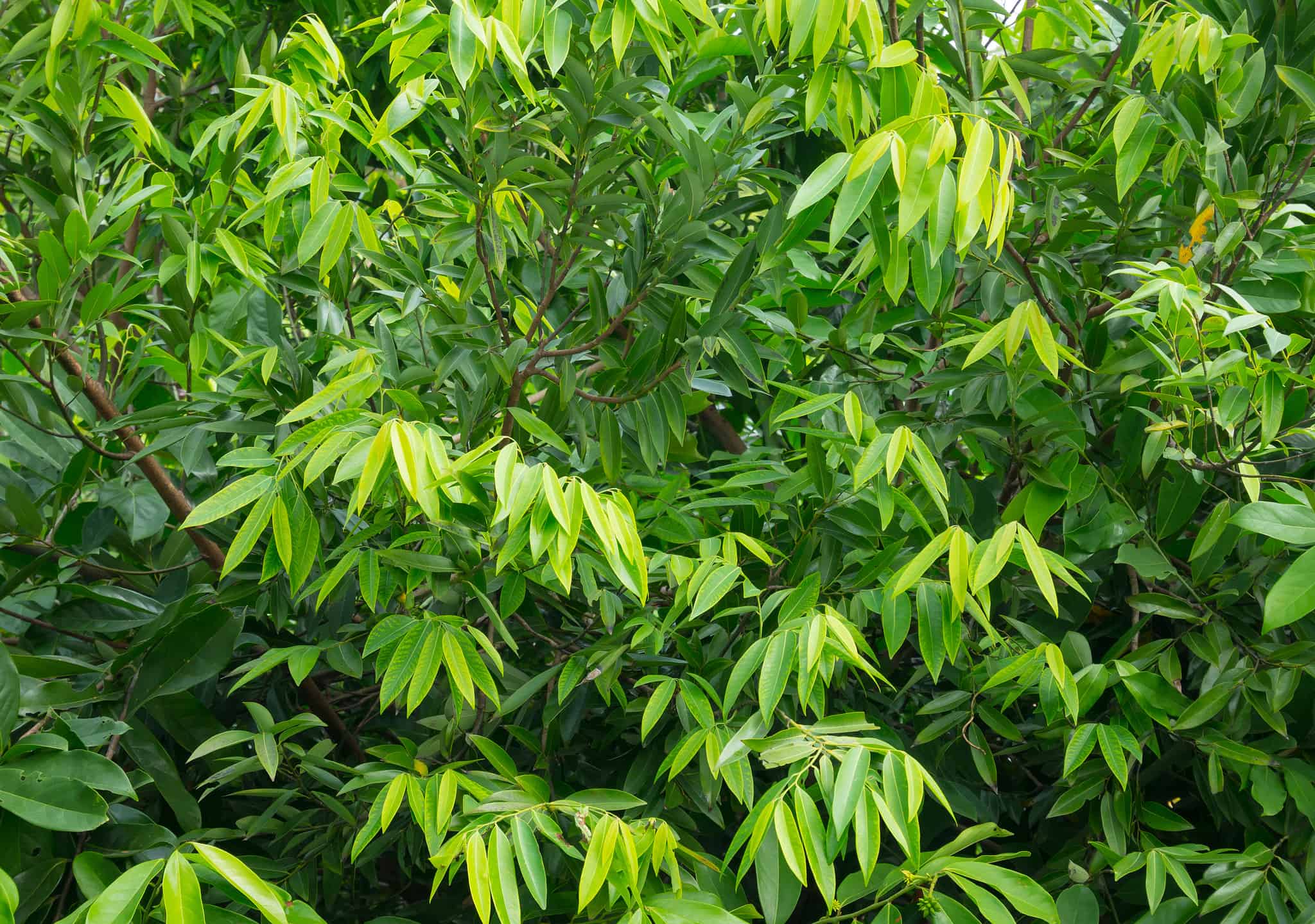 8 Incredible Trees Native to Thailand - A-Z Animals