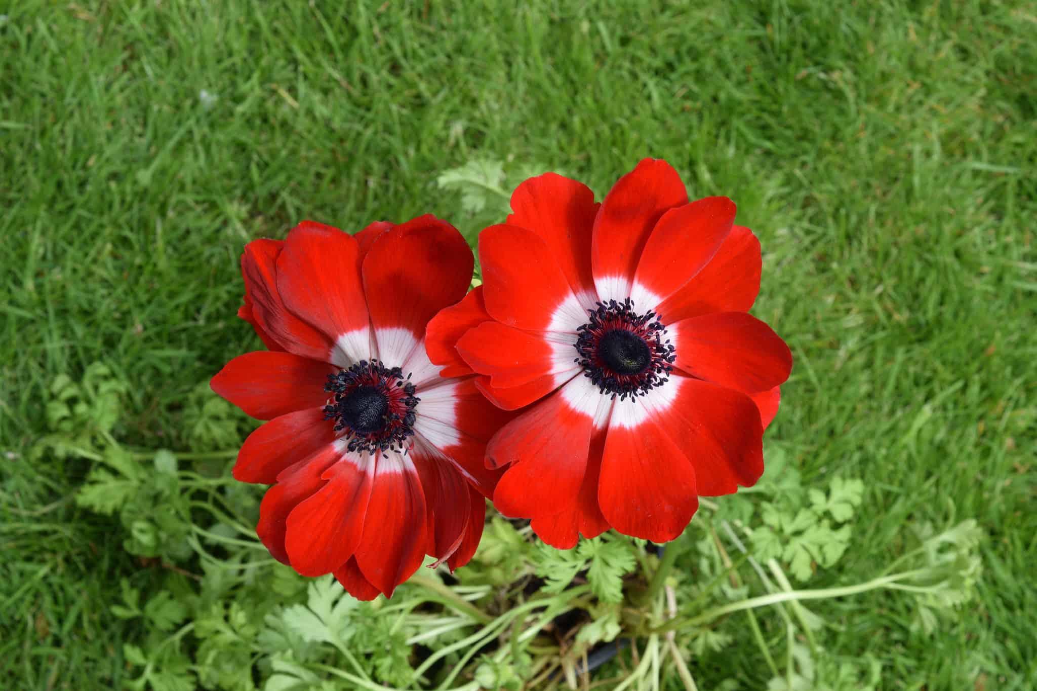 13 Types Of Red Anemones