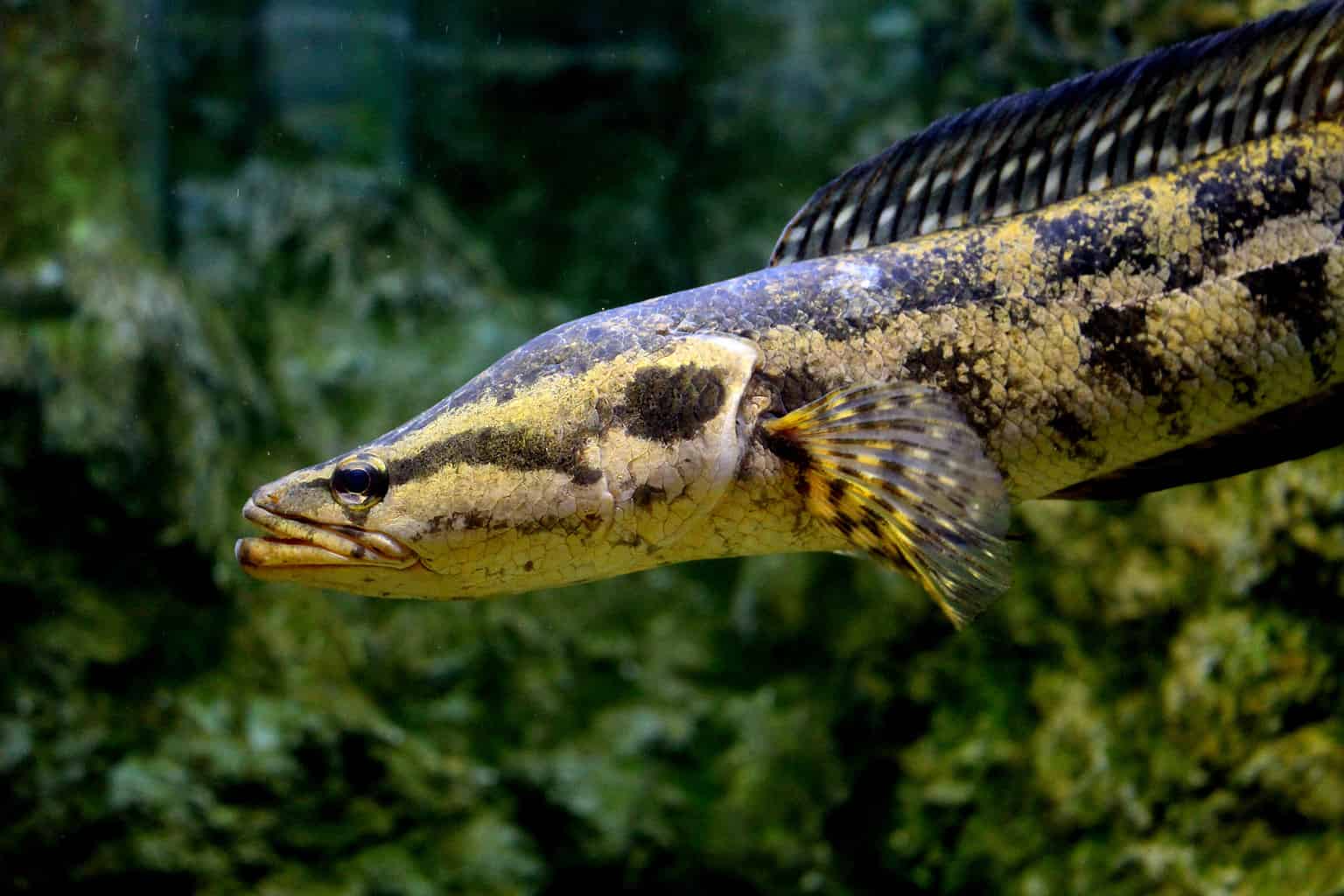 7 Types of Snakehead Fish - A-Z Animals